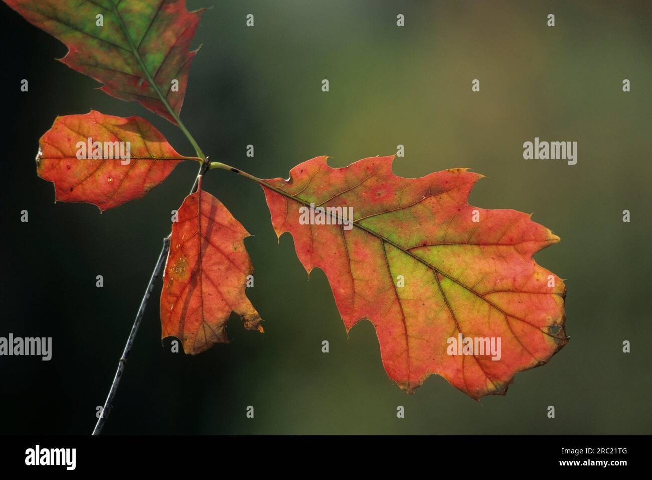 Chêne, chênes (quercus) (quercus rubor), chêne, oak, roble, chene ...