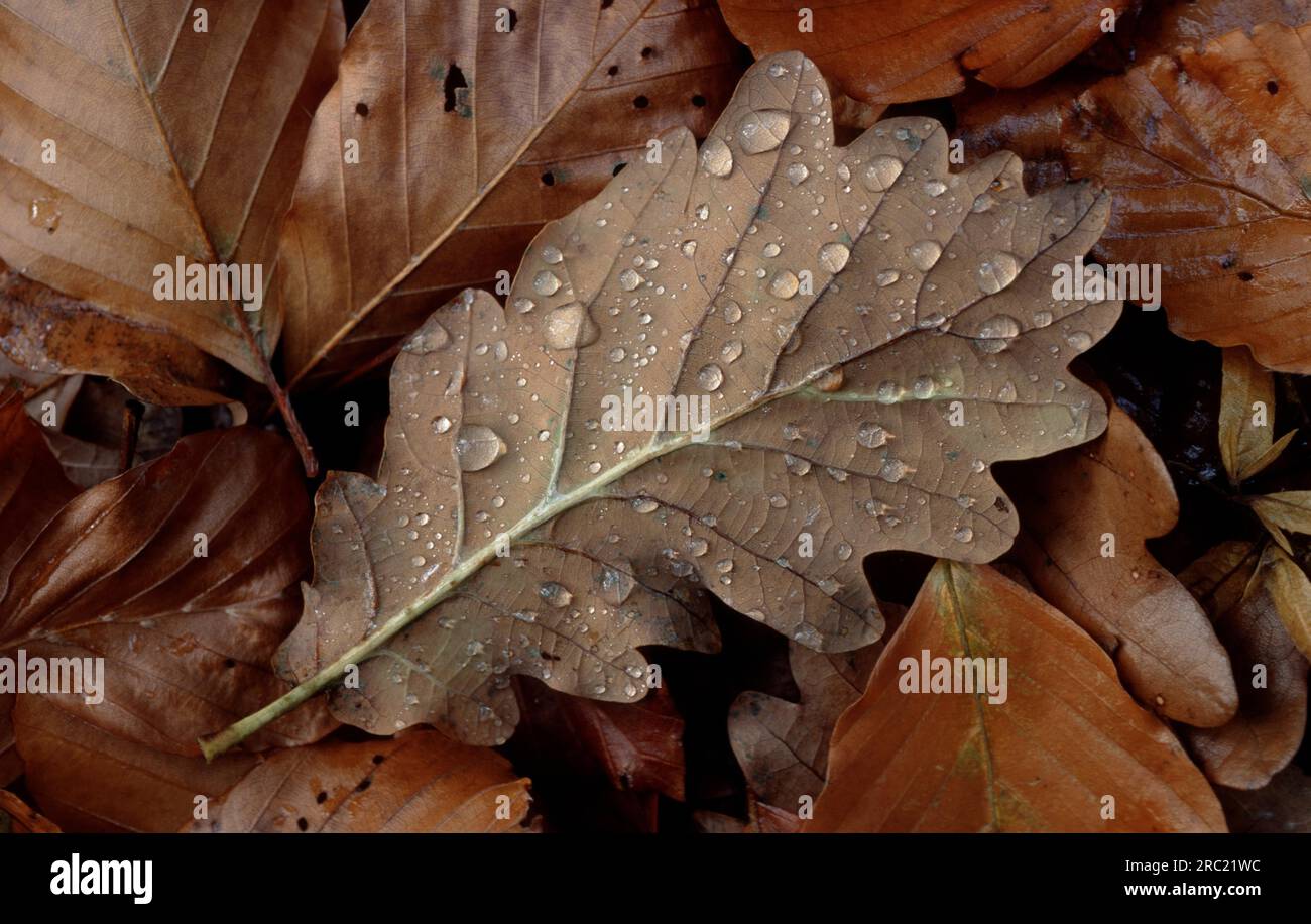 Chêne, chênes (quercus) (quercus rubor), chêne, oak, roble, chene ...