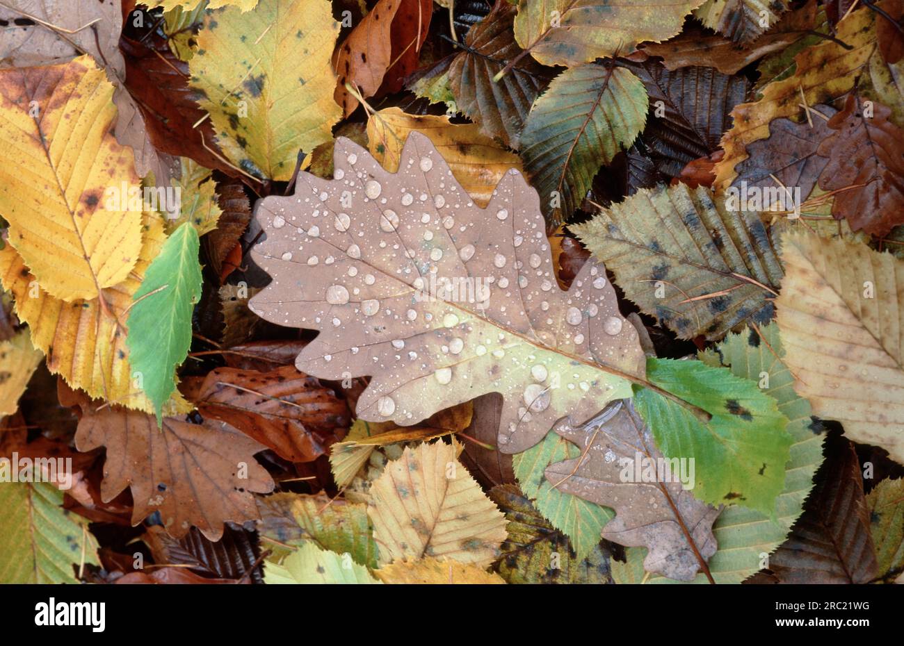 Chêne, chênes (quercus) (quercus rubor), chêne, oak, roble, chene ...