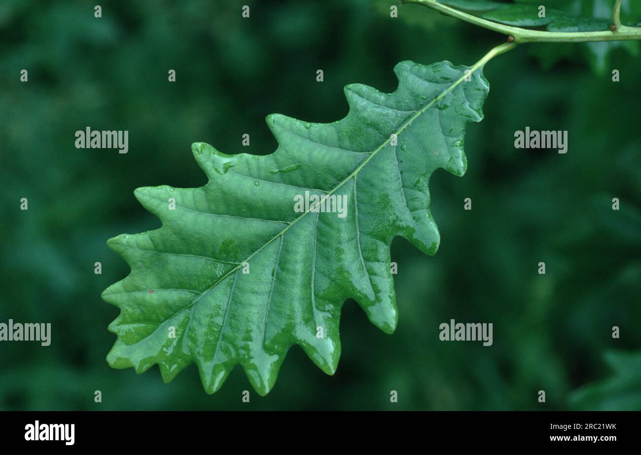 Chêne, chênes (quercus) (quercus rubor), chêne, oak, roble, chene ...