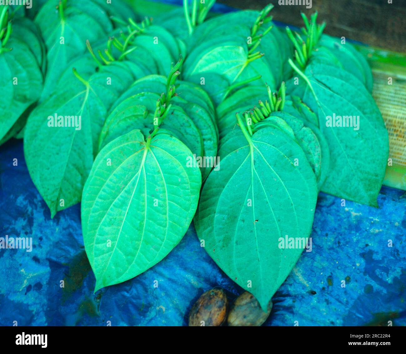Betel pepper Banque de photographies et d’images à haute résolution - Alamy