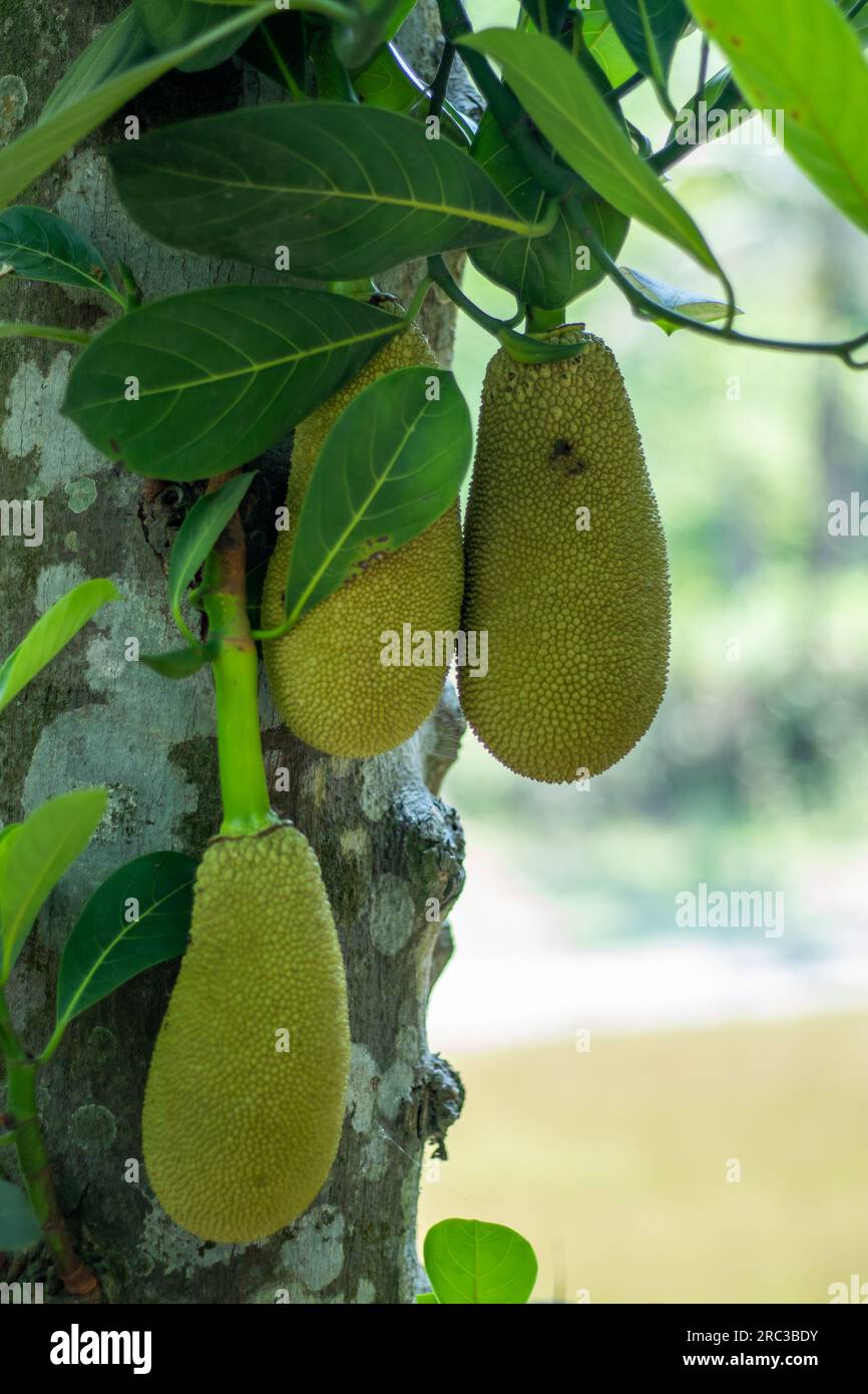 Nom scientifique artocarpus heterophyllus Banque de photographies et d ...