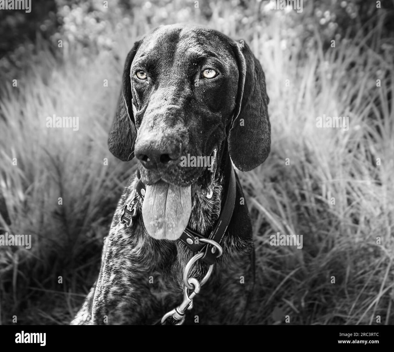 Retriever allemand Banque de photographies et d’images à haute ...