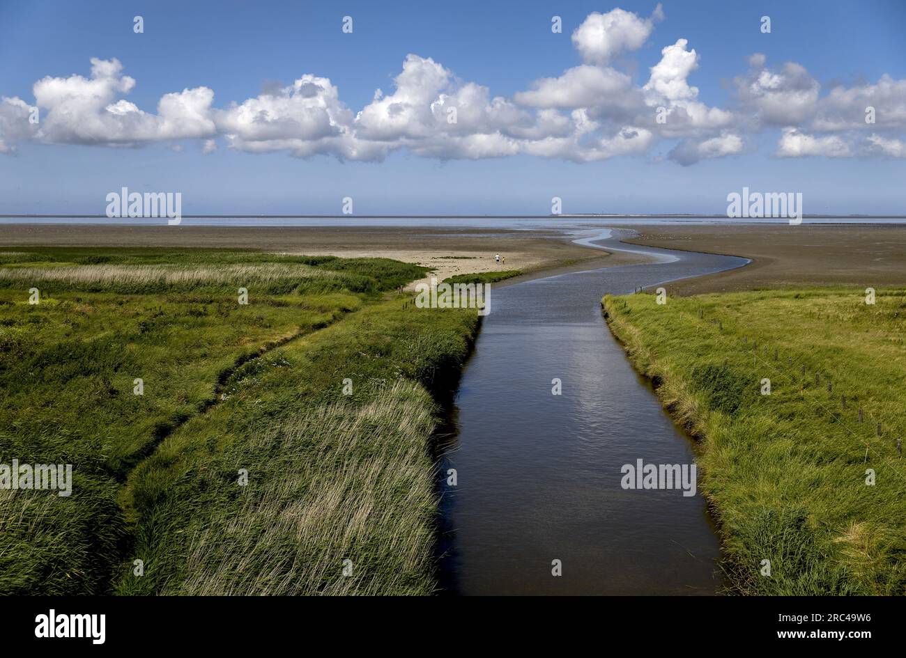 SINT JACOBIPAROCHIE - Une zone de marais salant pour les oiseaux dans ...