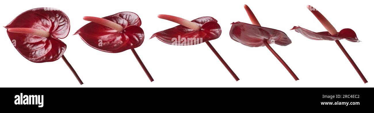 Peintres fleur Banque d'images détourées - Alamy