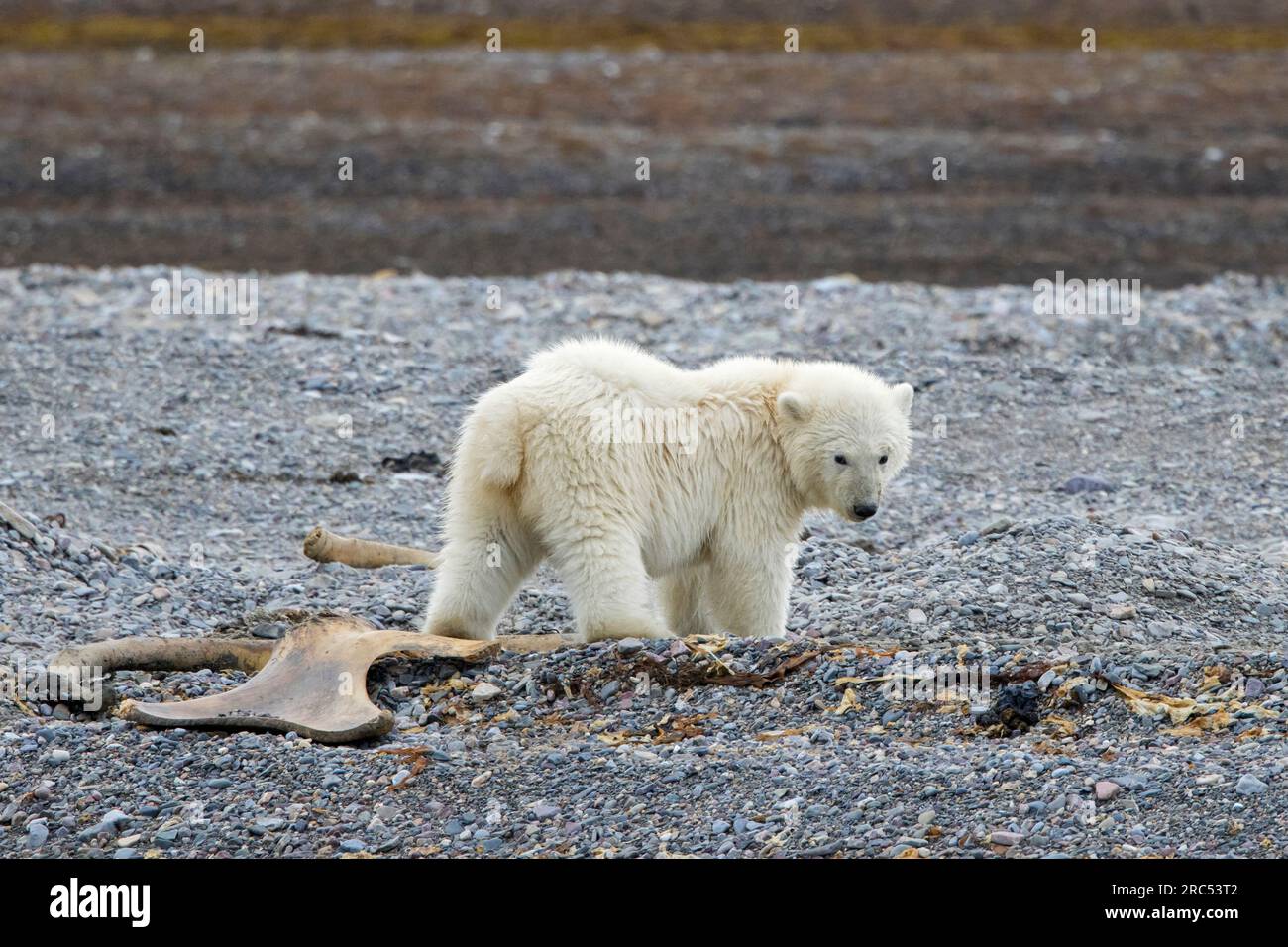 Ours polaire sur la plage Banque de photographies et d’images à haute ...
