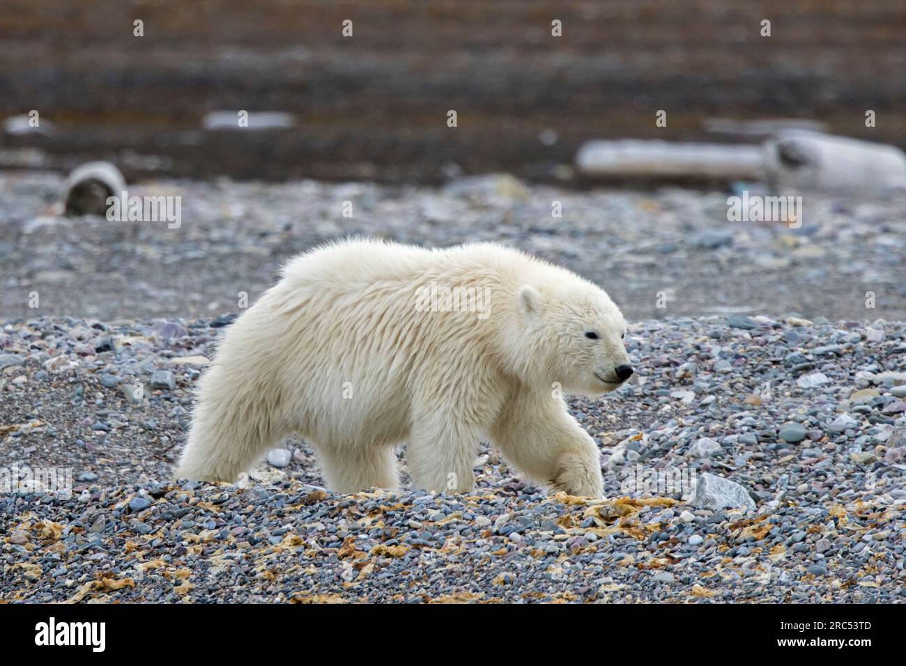 Ours polaire a la plage Banque de photographies et d’images à haute ...