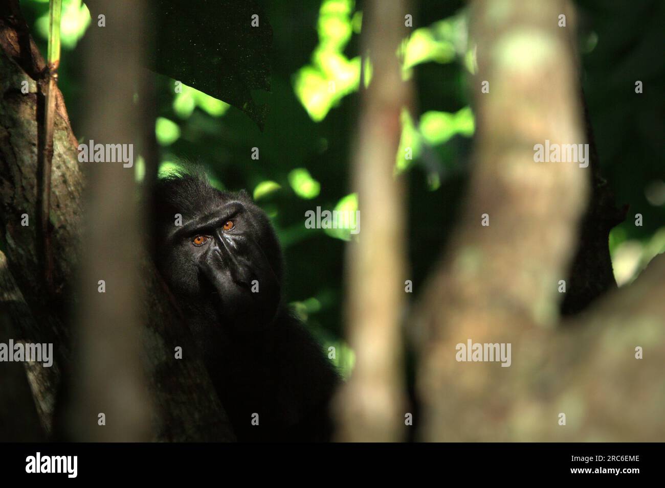 Cycle de reproduction des macaques Banque de photographies et d’images ...