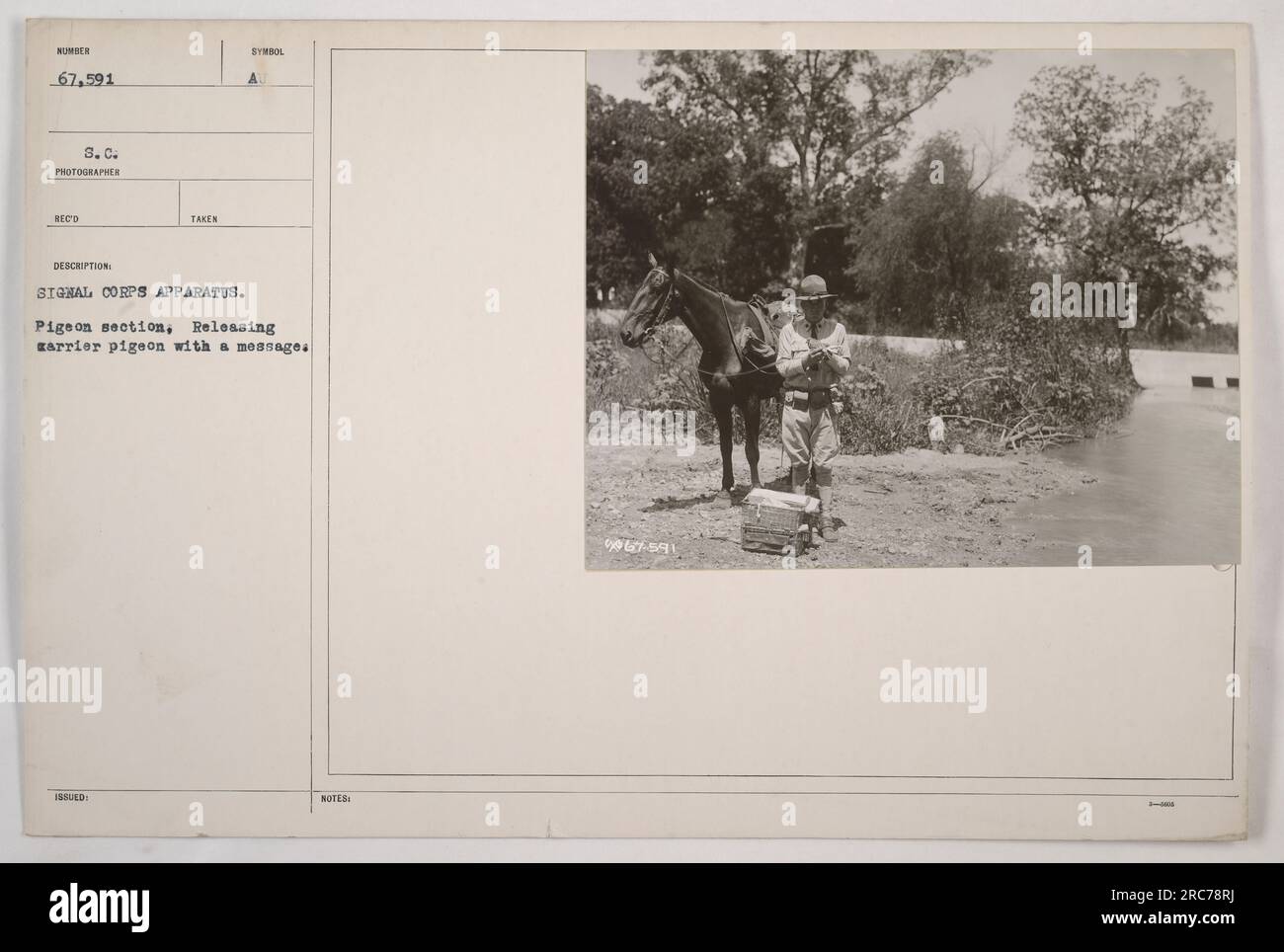 Un pigeon voyageur de la section pigeon de l'appareil signal corps est ...