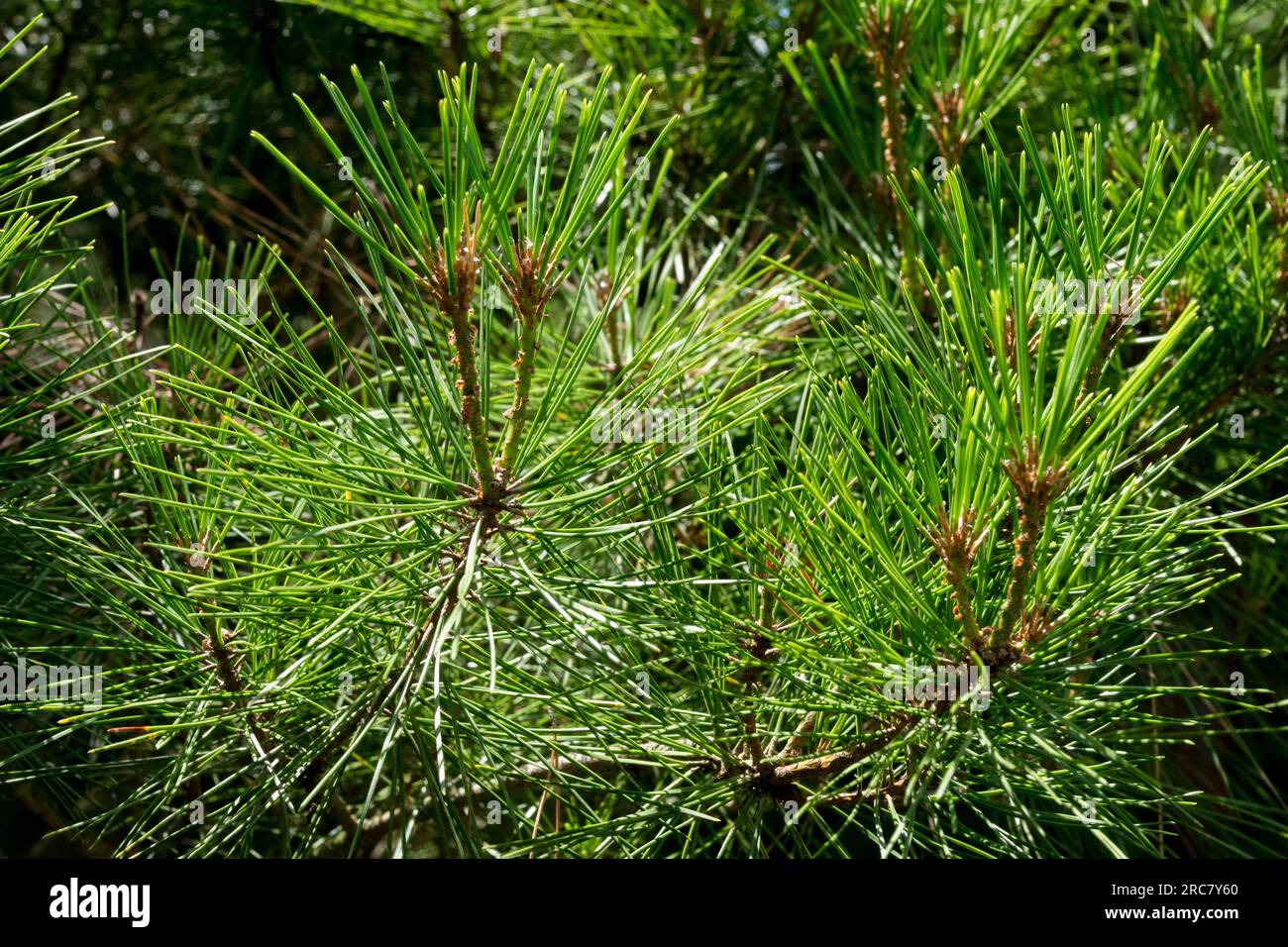 Pin rouge japonais pinus densiflora Banque de photographies et d’images ...