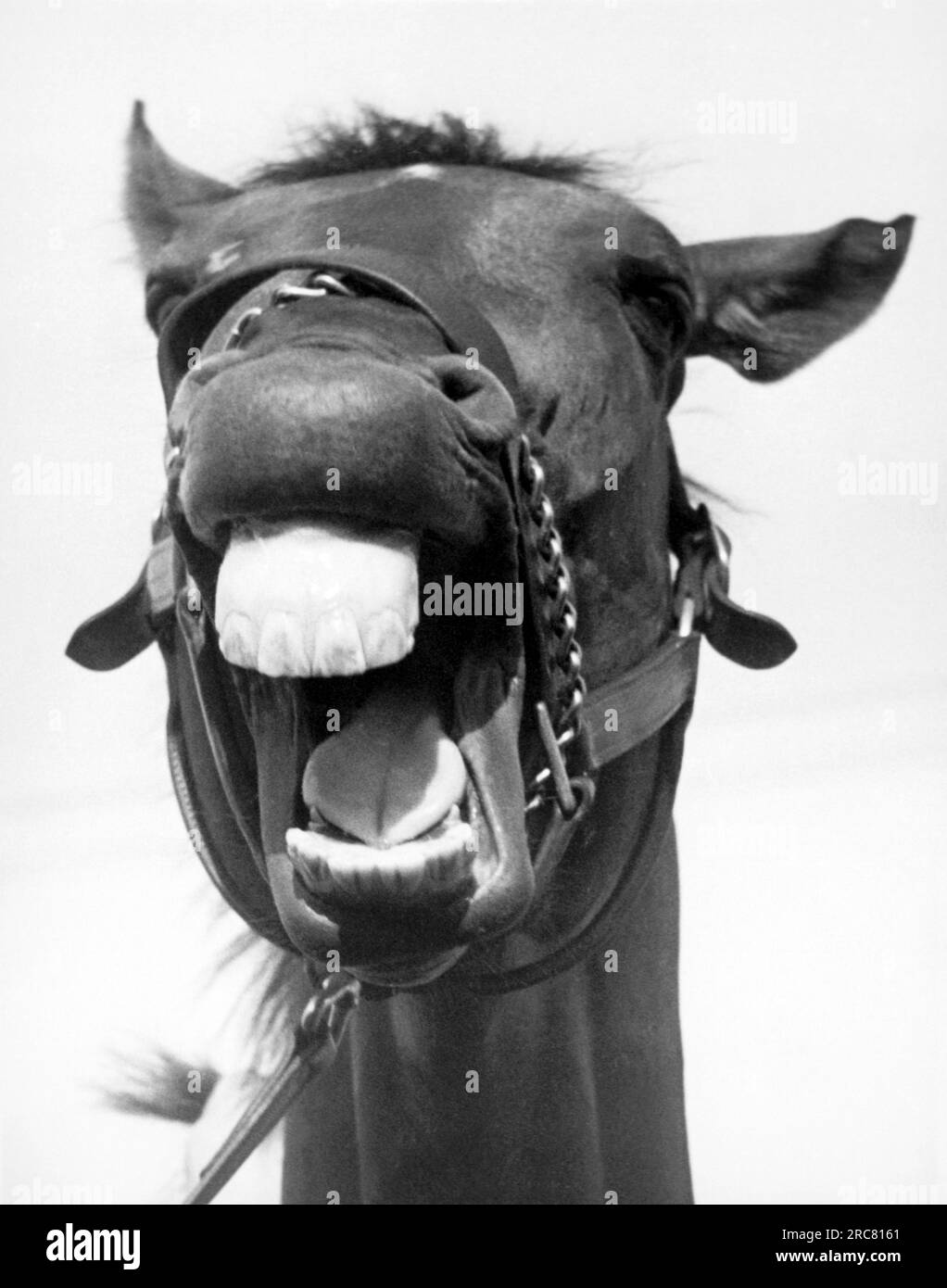 Horse teeth view Banque d'images noir et blanc - Alamy