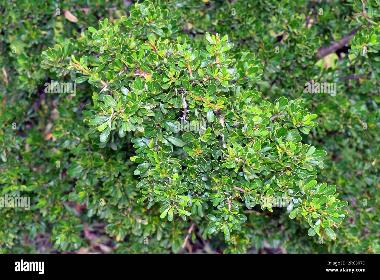 Détail des branches et des feuilles d'Argania spinosa. C'est une espèce ...