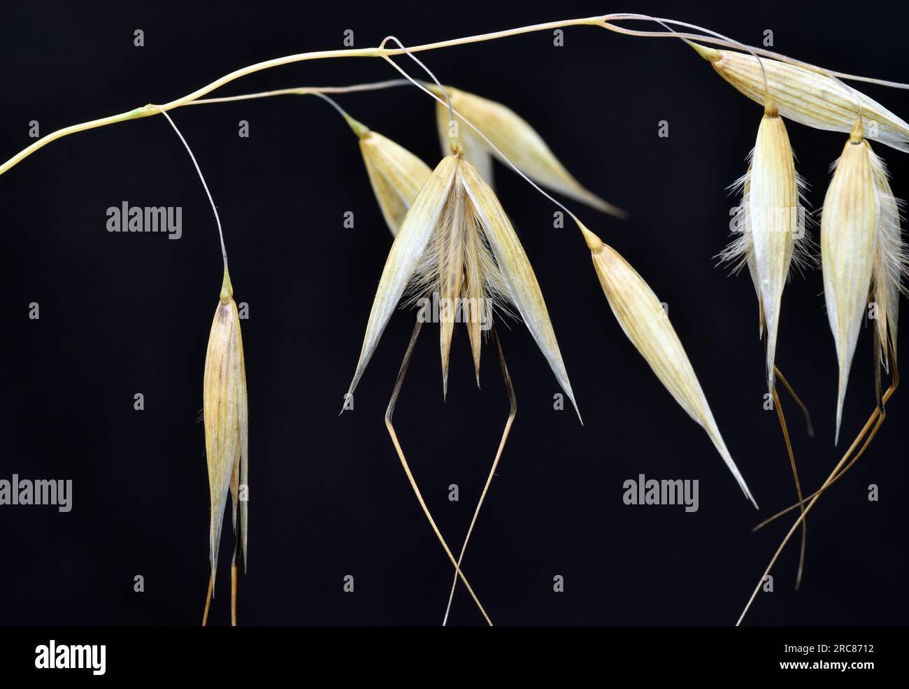 Avena sp Banque de photographies et d’images à haute résolution - Alamy