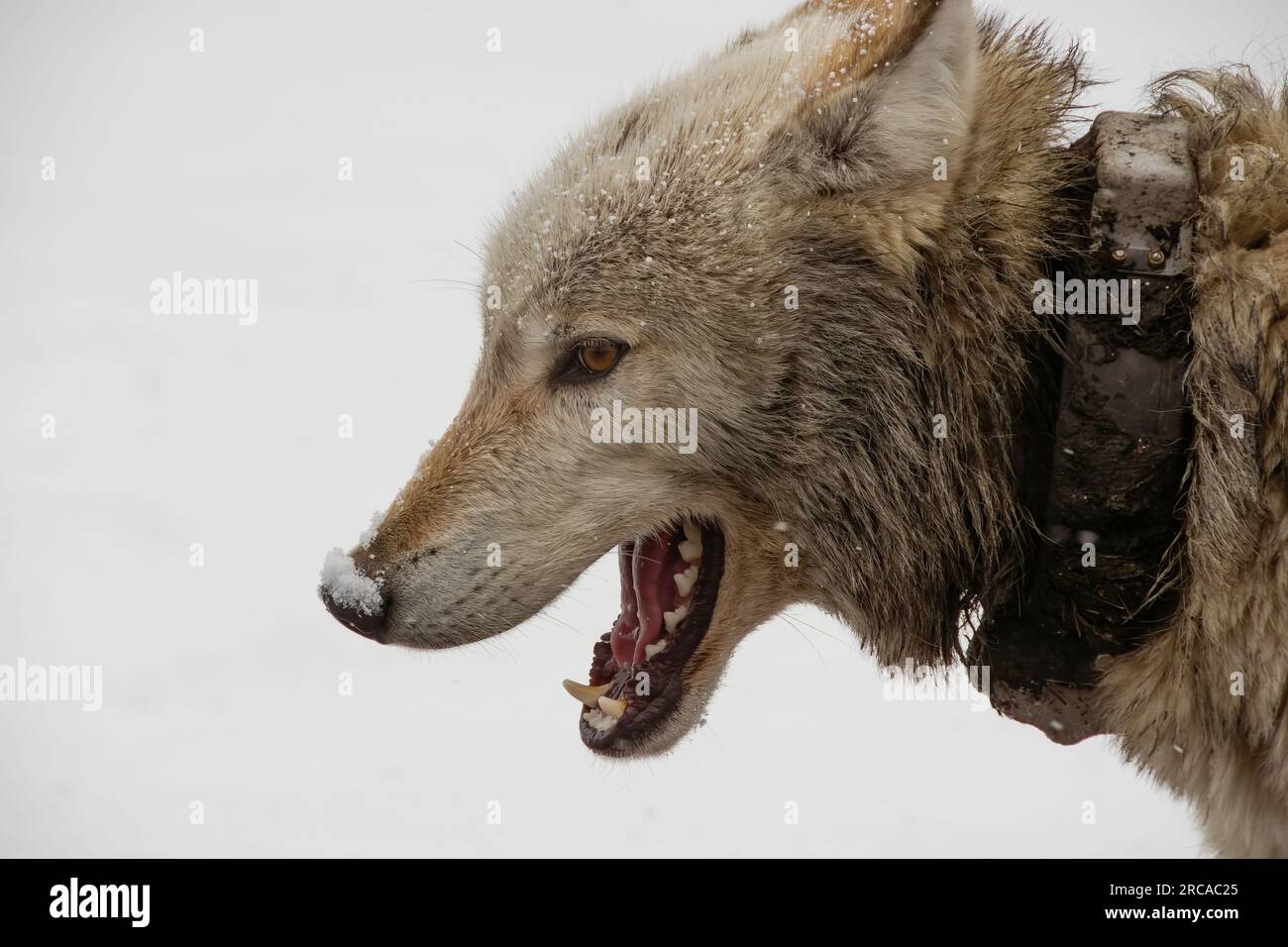 Tete de loup profile Banque de photographies et d’images à haute ...