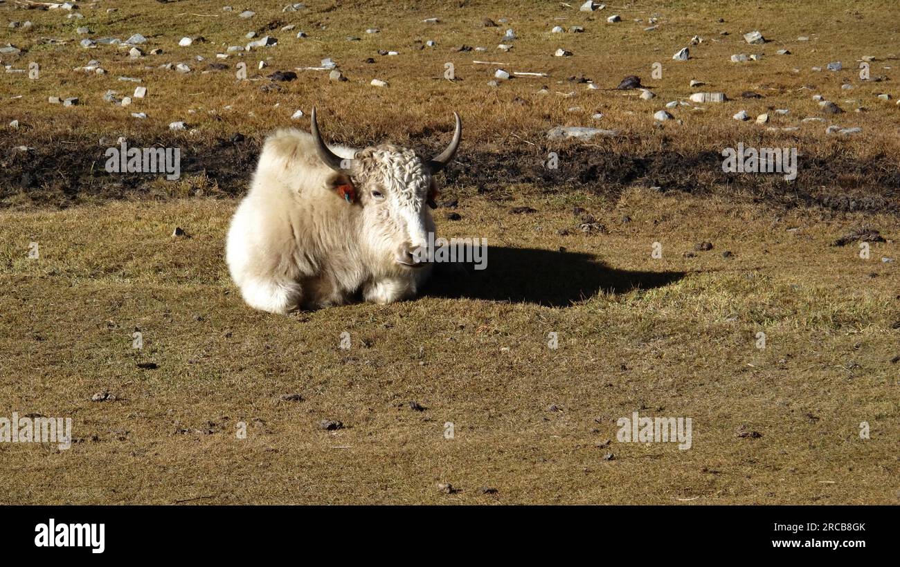 Male yak Banque de photographies et d’images à haute résolution - Alamy