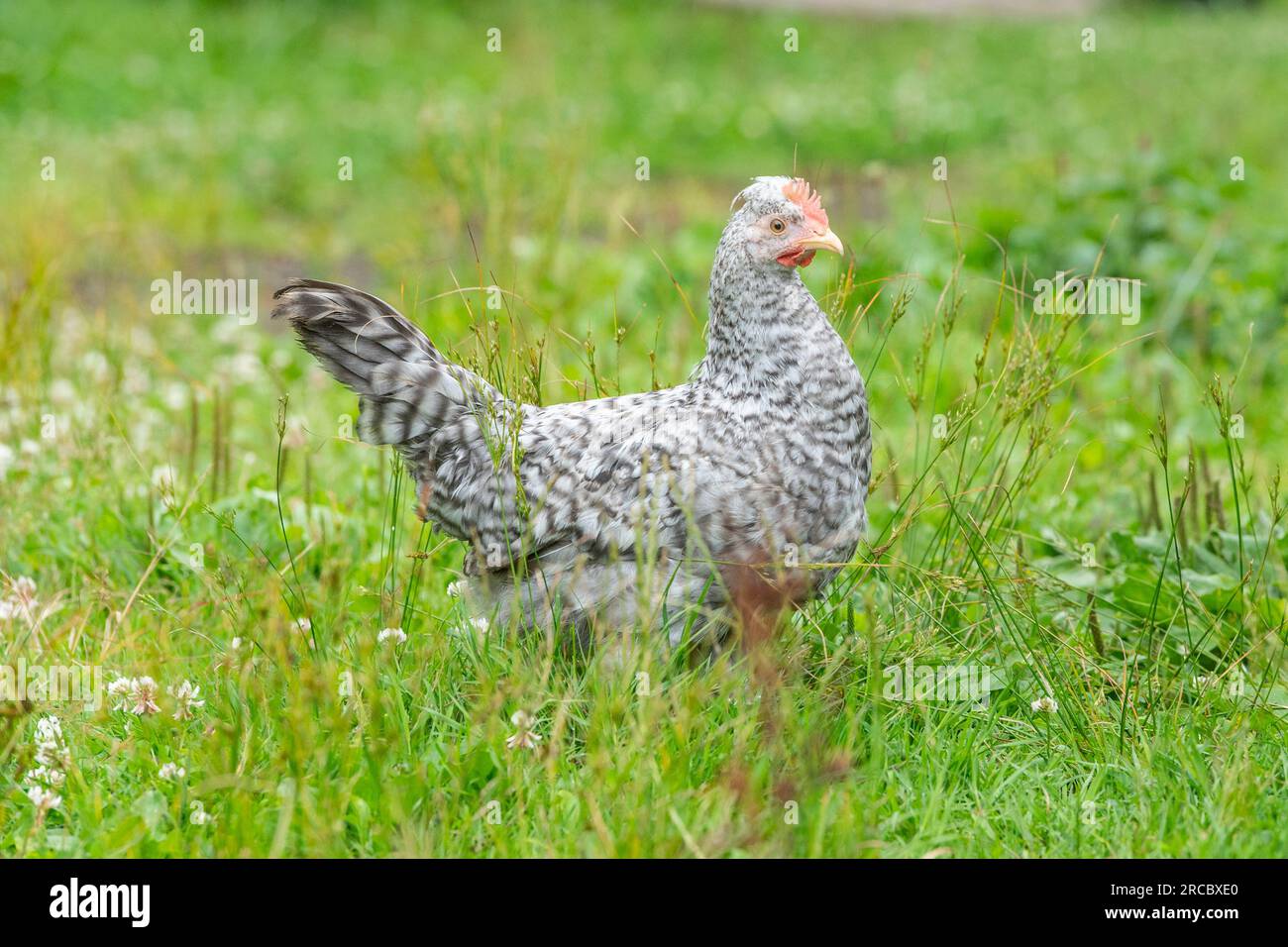 Poulet easter egger Banque de photographies et d’images à haute ...