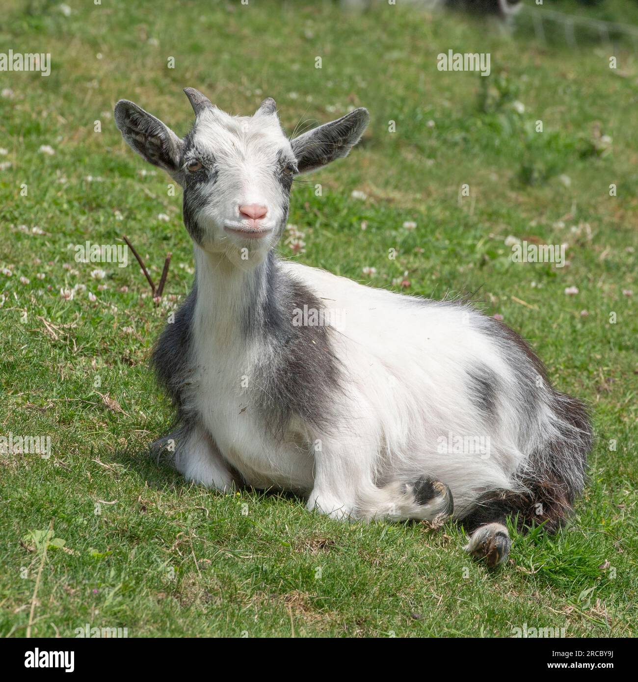 Male pygmy goat Banque de photographies et d’images à haute résolution ...