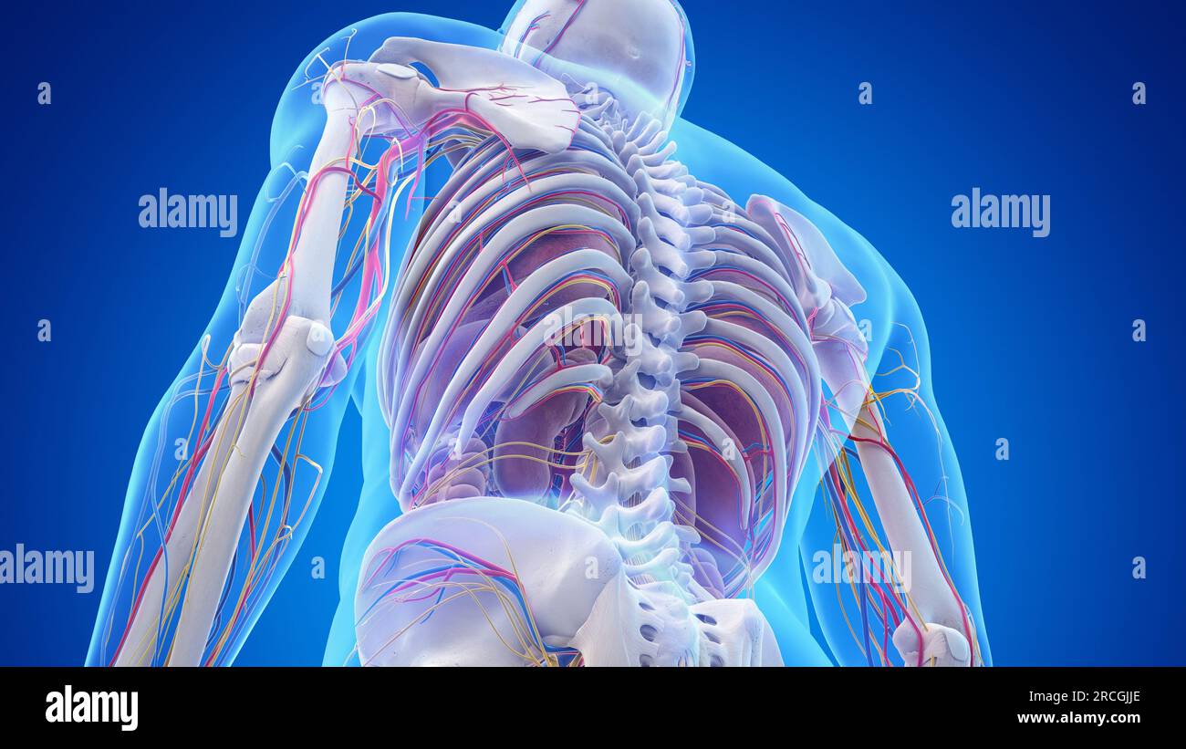 Anatomie du bas du dos, illustration Photo Stock - Alamy