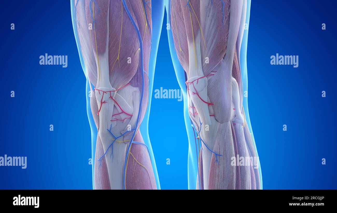 Genoux normaux Banque de photographies et d’images à haute résolution ...