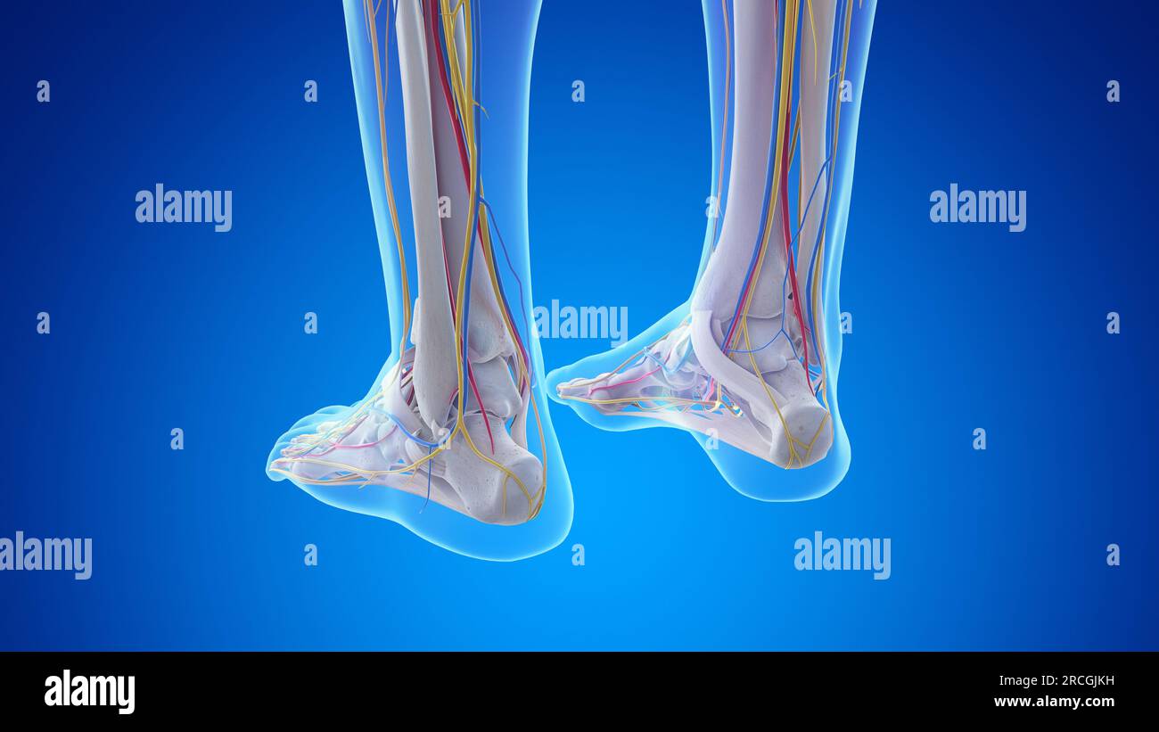 Tibia postérieur Banque de photographies et d’images à haute résolution ...