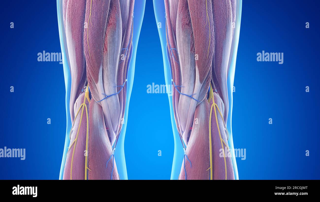 Genoux normaux Banque de photographies et d’images à haute résolution ...