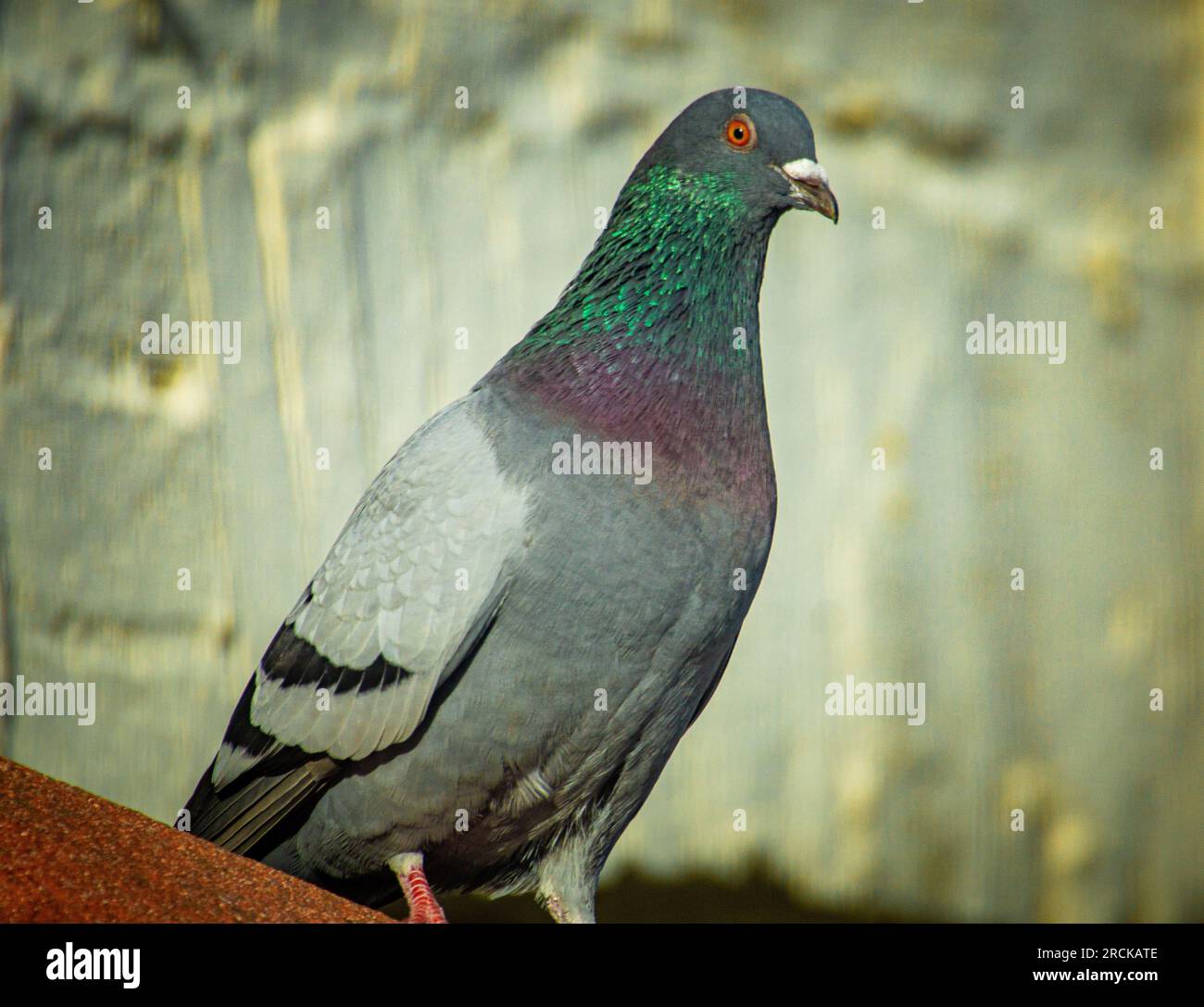 Rock pigeons Banque de photographies et d’images à haute résolution - Alamy