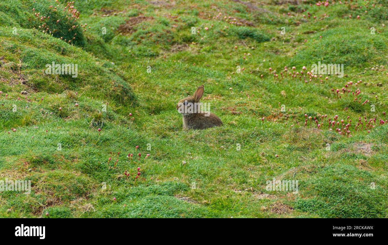 Lapin qui saute Banque de photographies et d’images à haute résolution - Alamy