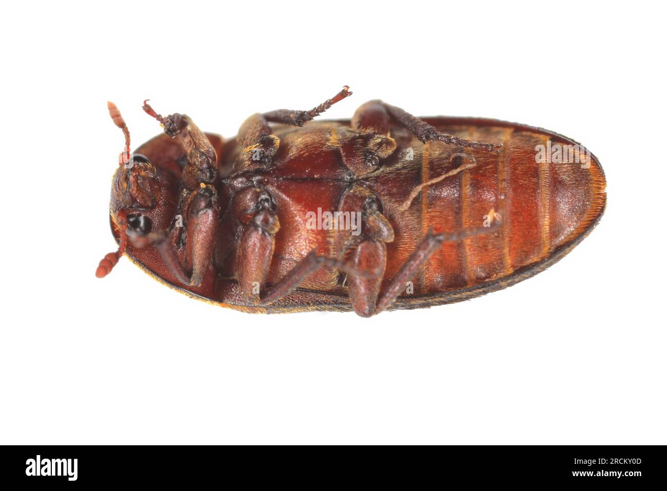 Dermestes bicolor est une espèce de coléoptère de la famille des ...