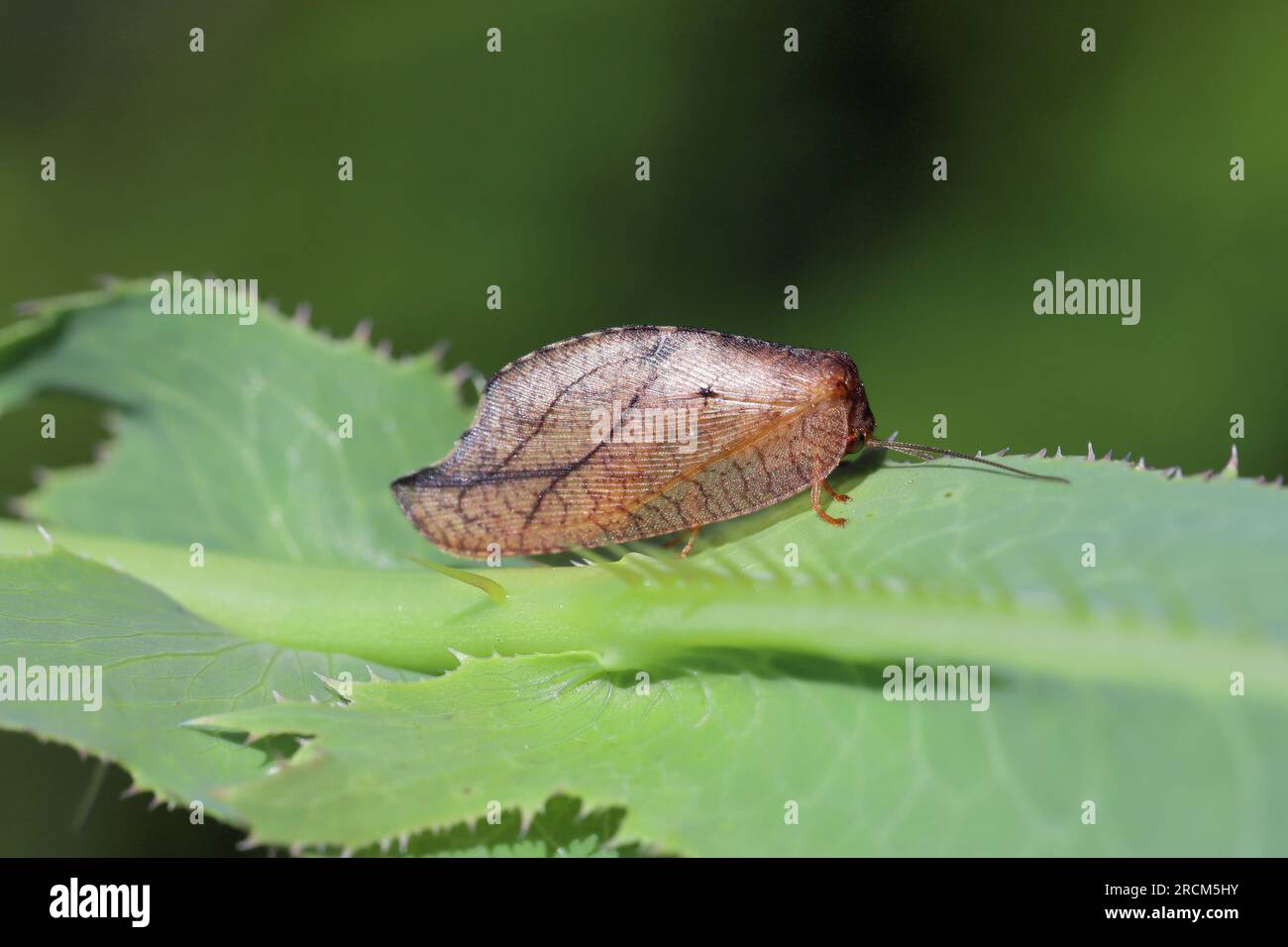 Le lacet à ailes crochetées (Drepanepteryx phalaenoides). Un insecte ...