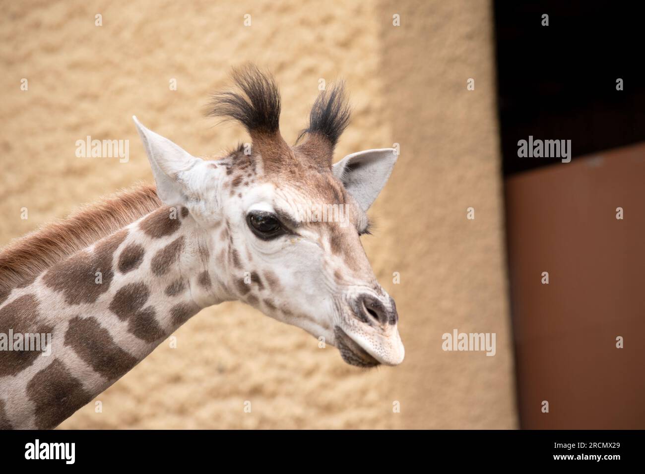 Taches marron corp Banque de photographies et d’images à haute ...