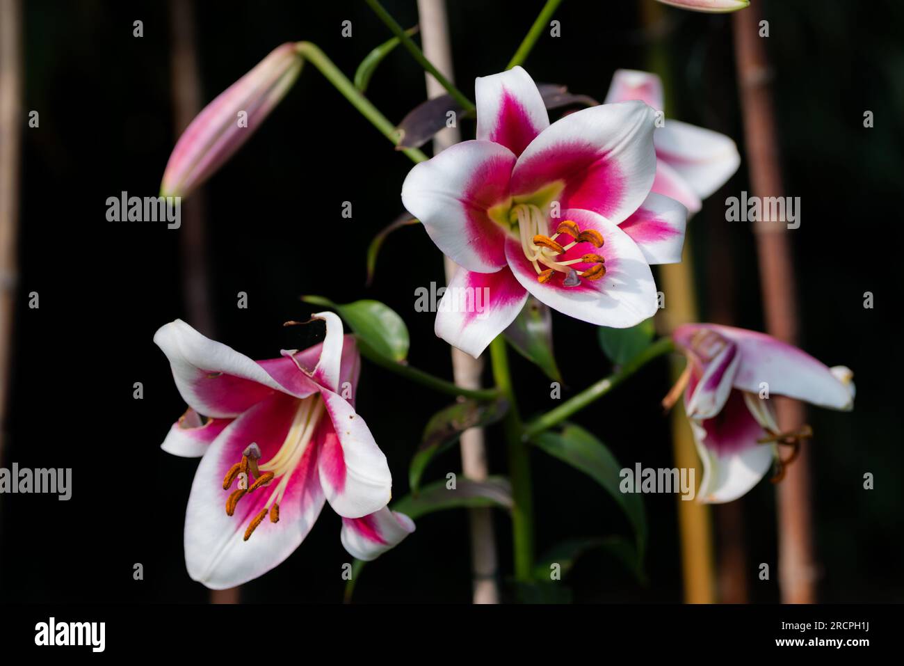 Lilium friso Banque de photographies et d’images à haute résolution - Alamy