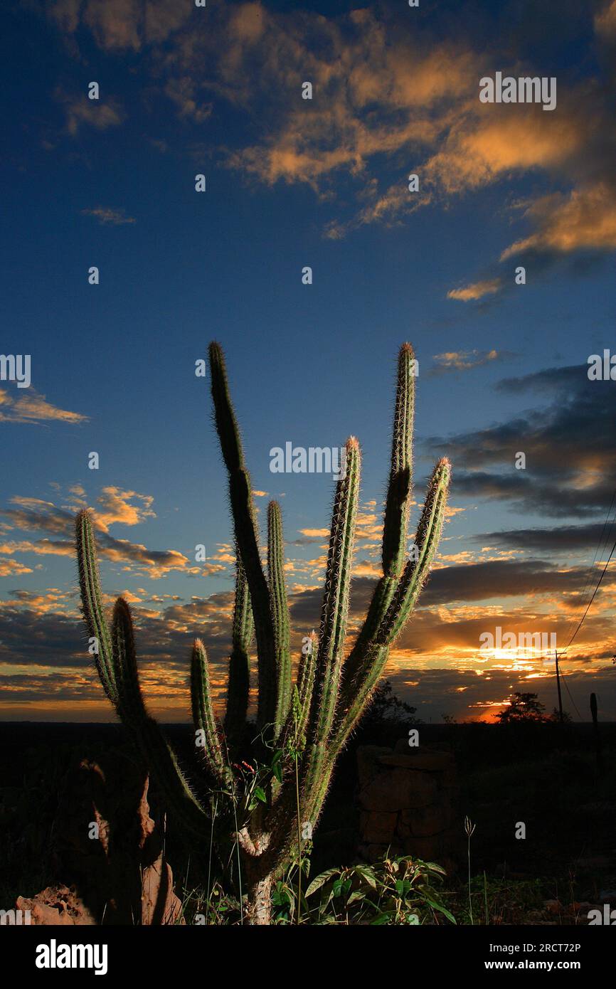 Muna yucatan Banque de photographies et d’images à haute résolution - Alamy