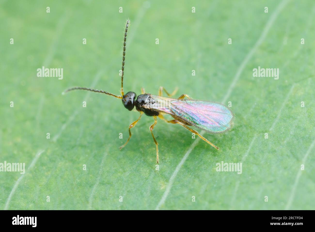 Braconid wasps braconidae Banque de photographies et d’images à haute résolution - Alamy