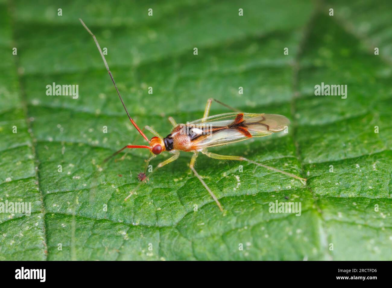 Hyaliodes harti Banque de photographies et d’images à haute résolution - Alamy