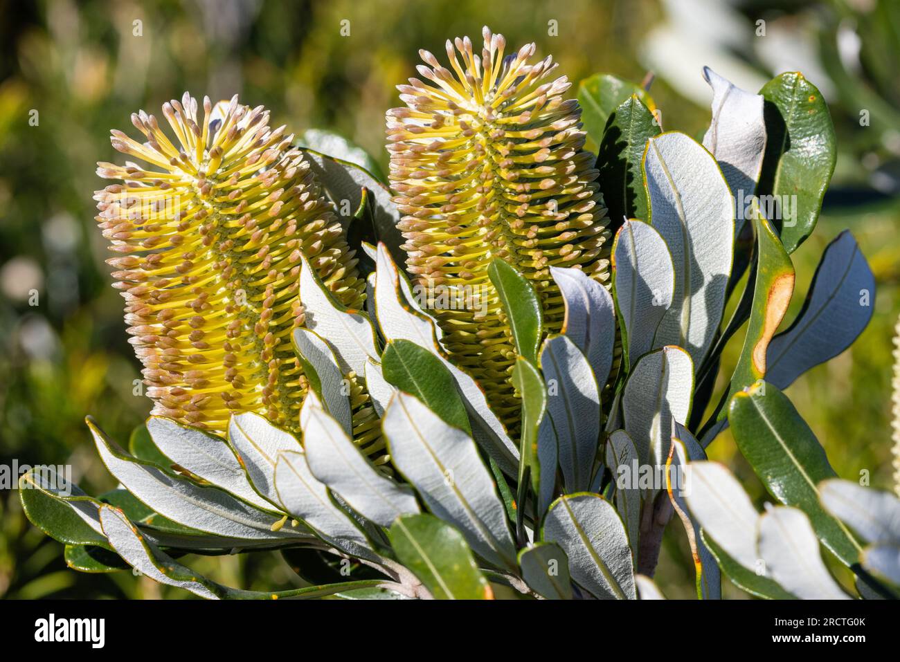 Banksia tree Banque de photographies et d’images à haute résolution - Alamy