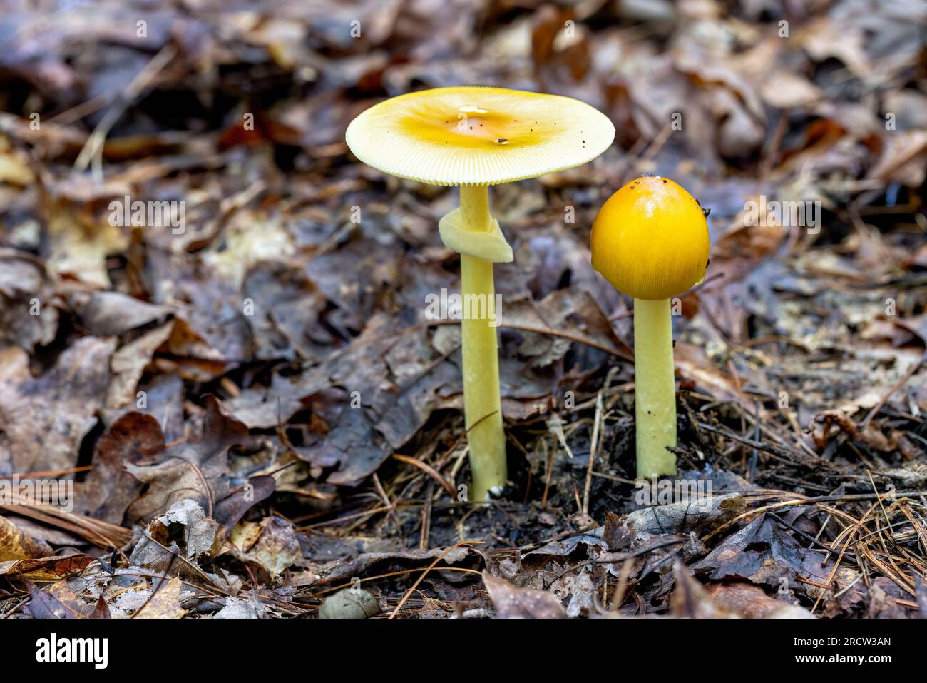 Amanite des césars mushroom Banque de photographies et d’images à haute ...