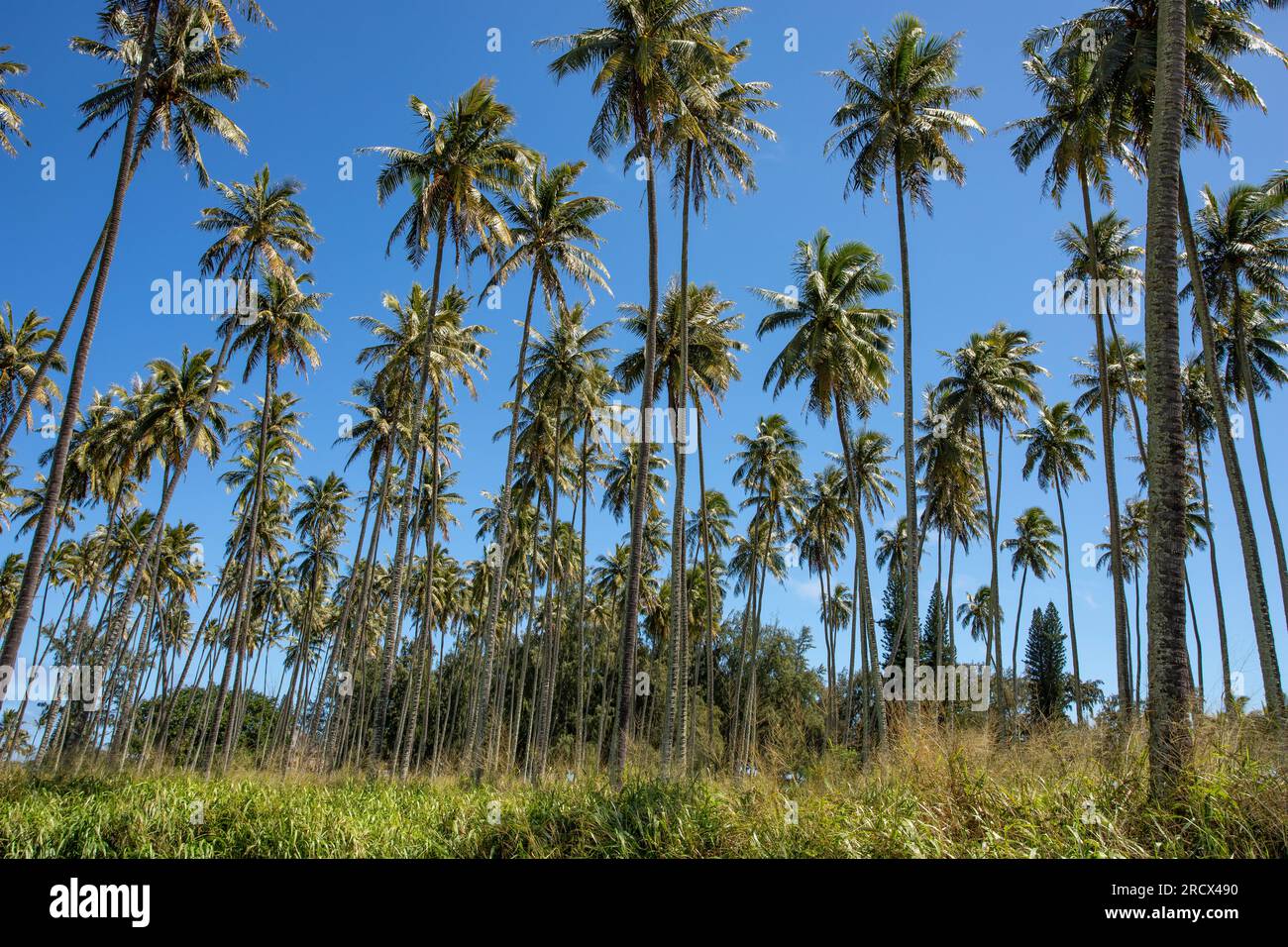 Coconut plantation Banque de photographies et d’images à haute ...