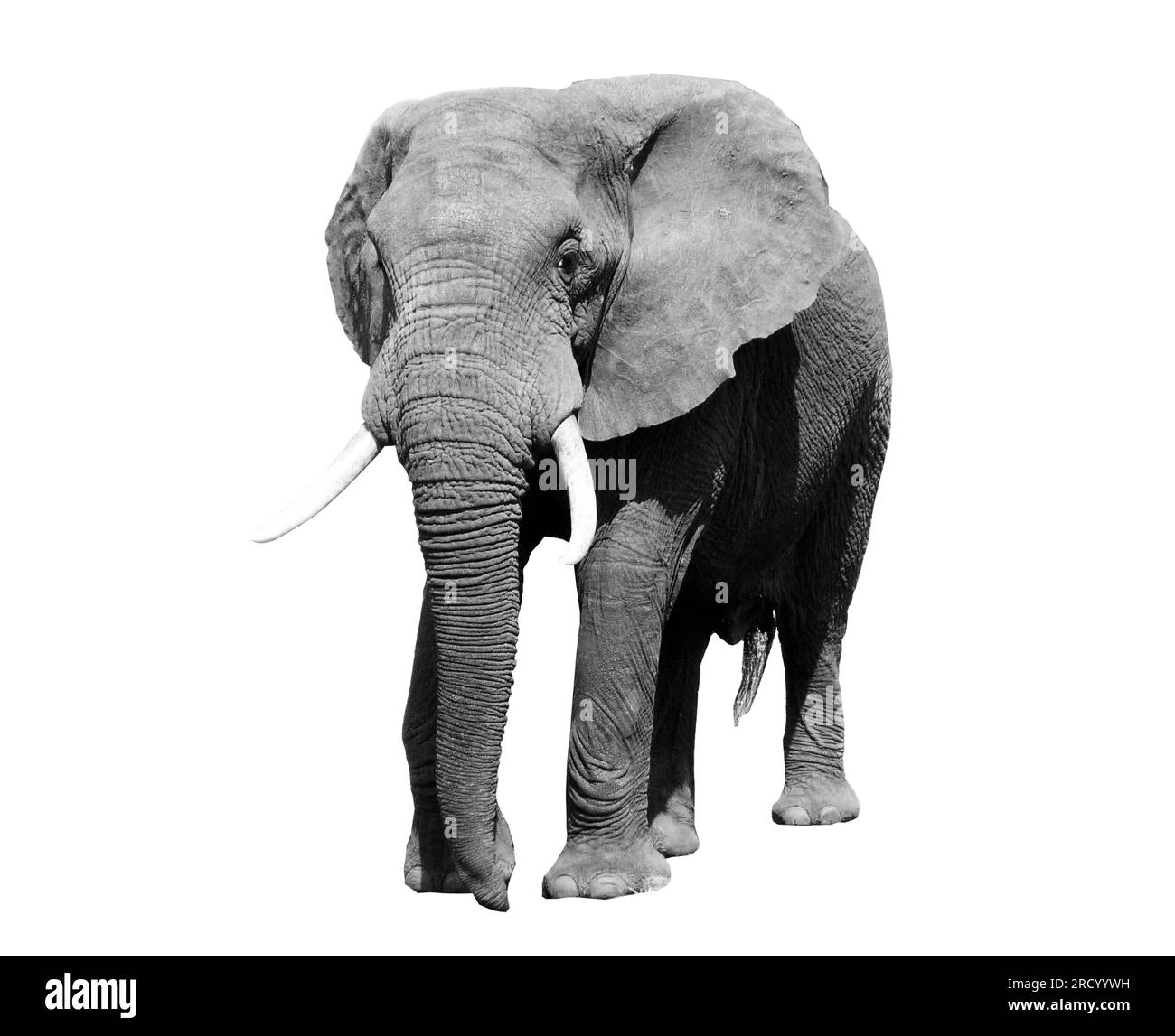 Profil de tronc d'animal sauvage Banque d'images détourées - Alamy