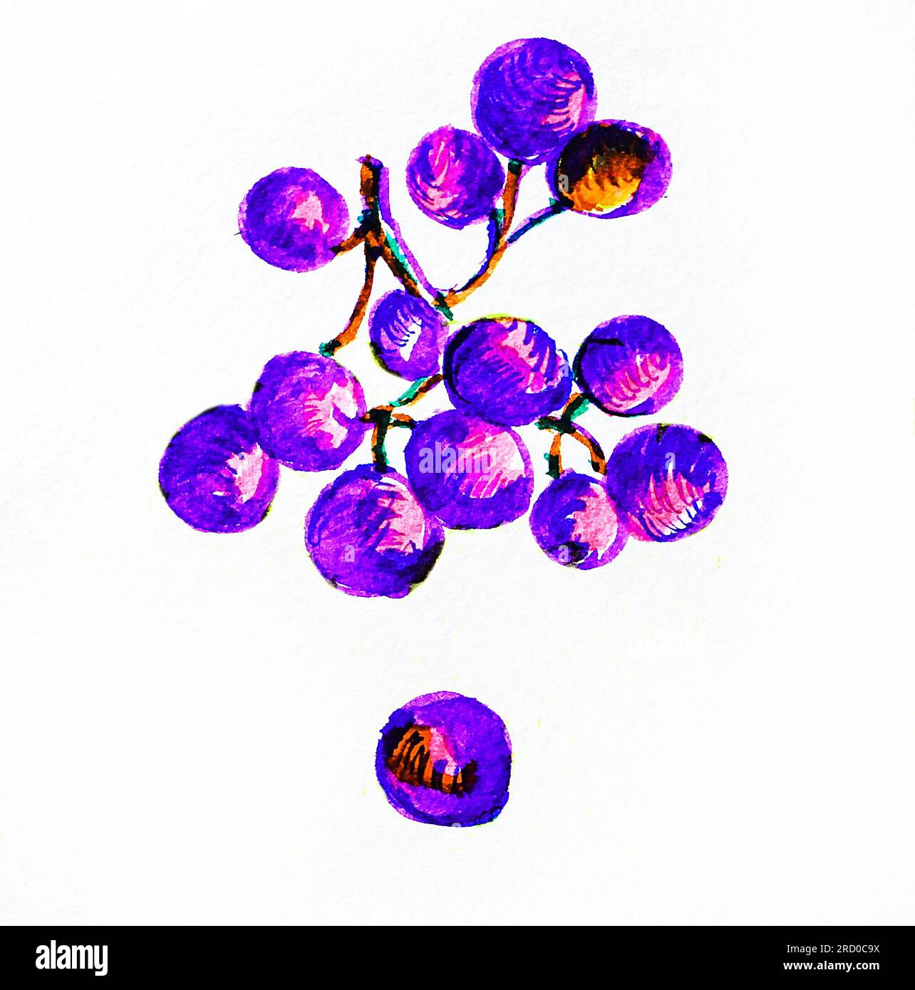 Dessin de grappe de raisin Banque de photographies et d’images à haute ...