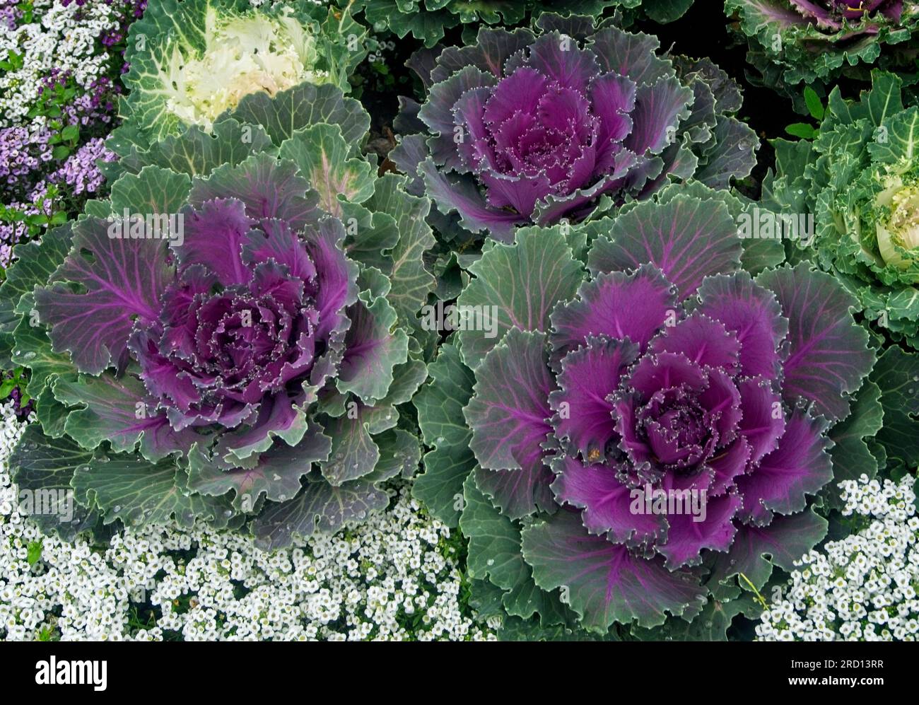 Purple kale Banque de photographies et d’images à haute résolution - Alamy