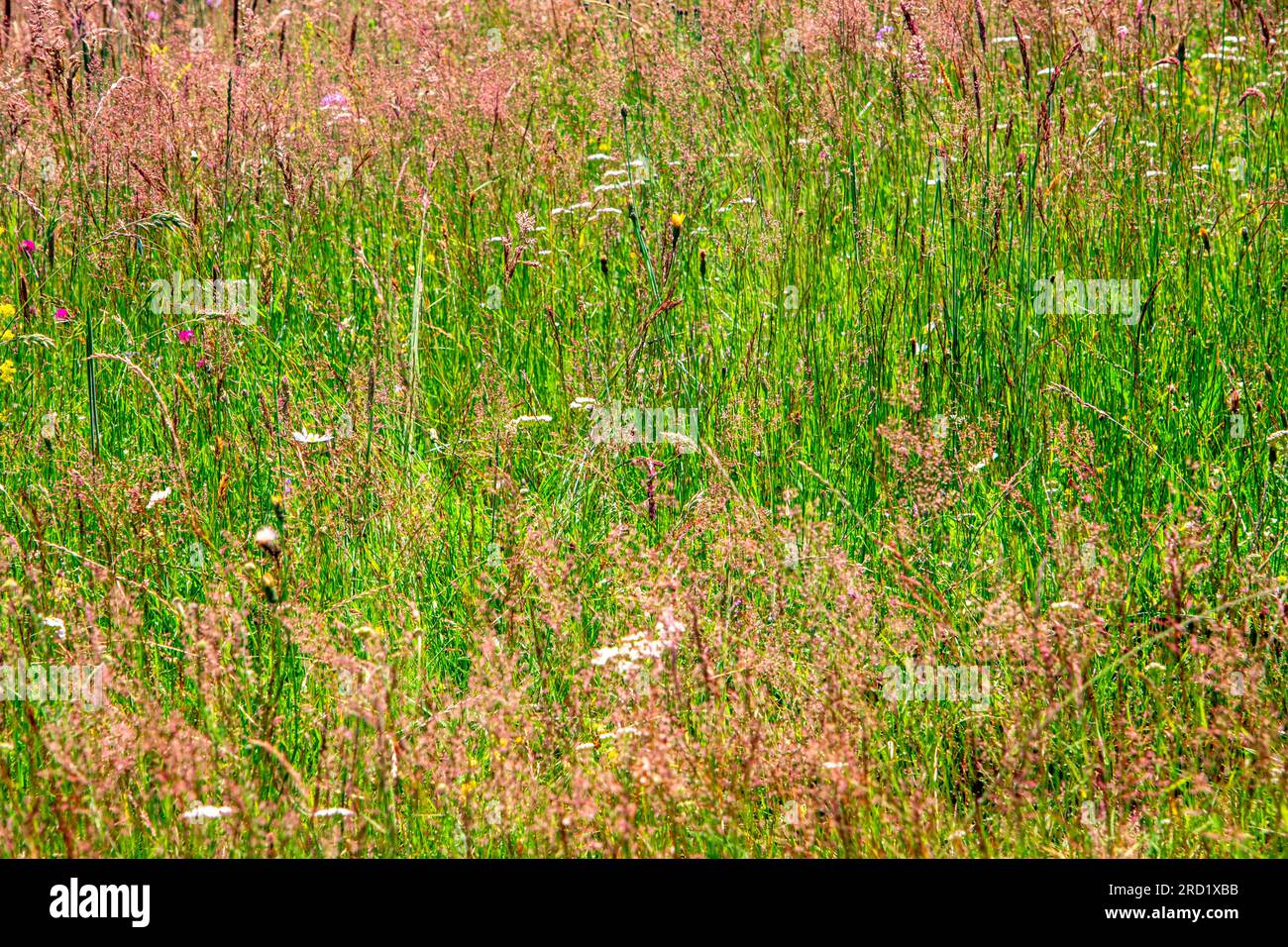 Fleurs sauvages colorées fleurissant sur les collines de Calugaru ...