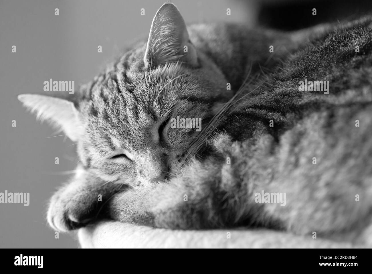 Animal qui dort Banque d'images noir et blanc - Page 2 - Alamy