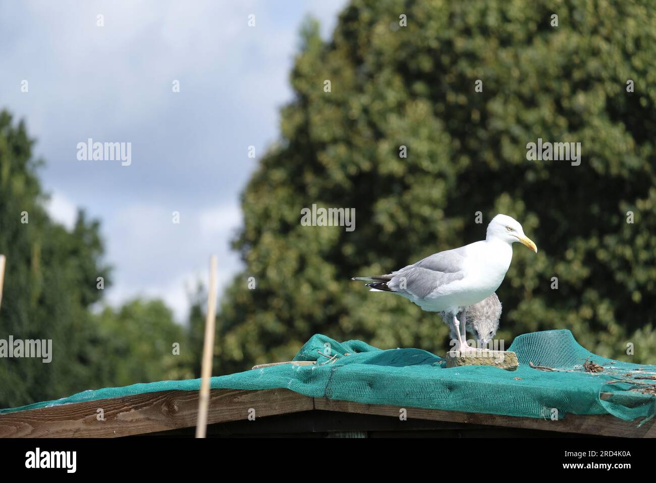 Baby seagull Banque de photographies et d’images à haute résolution - Alamy