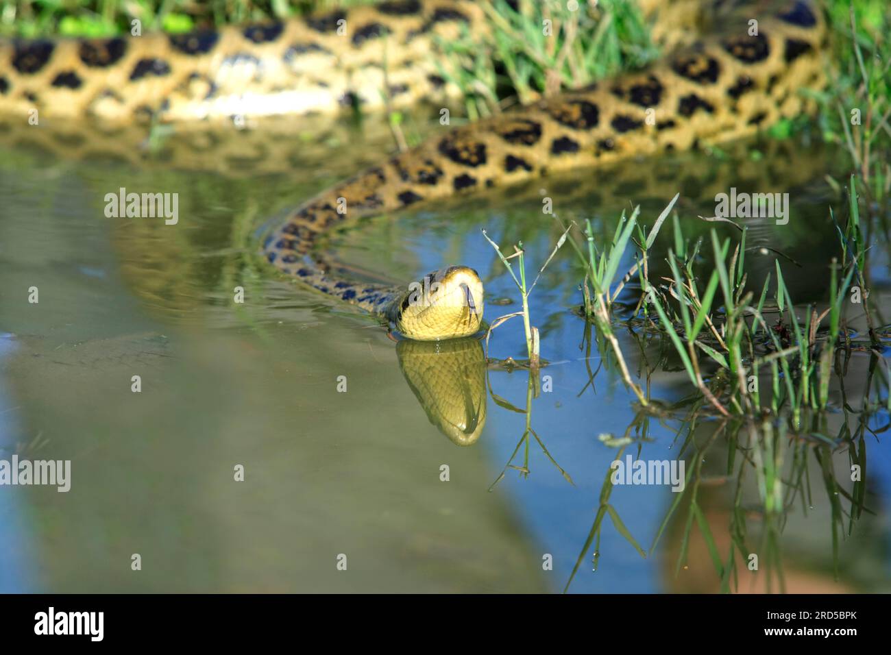 Image anaconda Banque de photographies et d’images à haute résolution ...