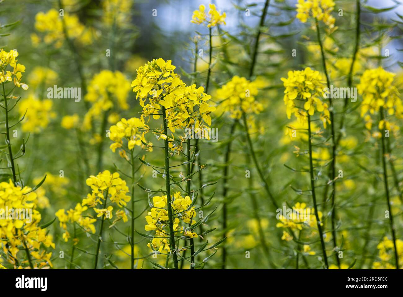 Fleurs jaunes de la moutarde blanche 'Sinapis alba' de la famille des ...