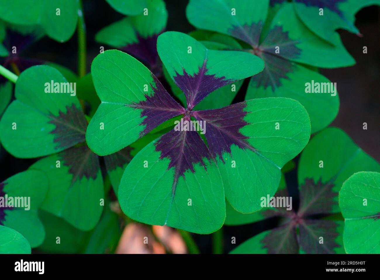 Trèfle d'ornement Banque de photographies et d’images à haute ...