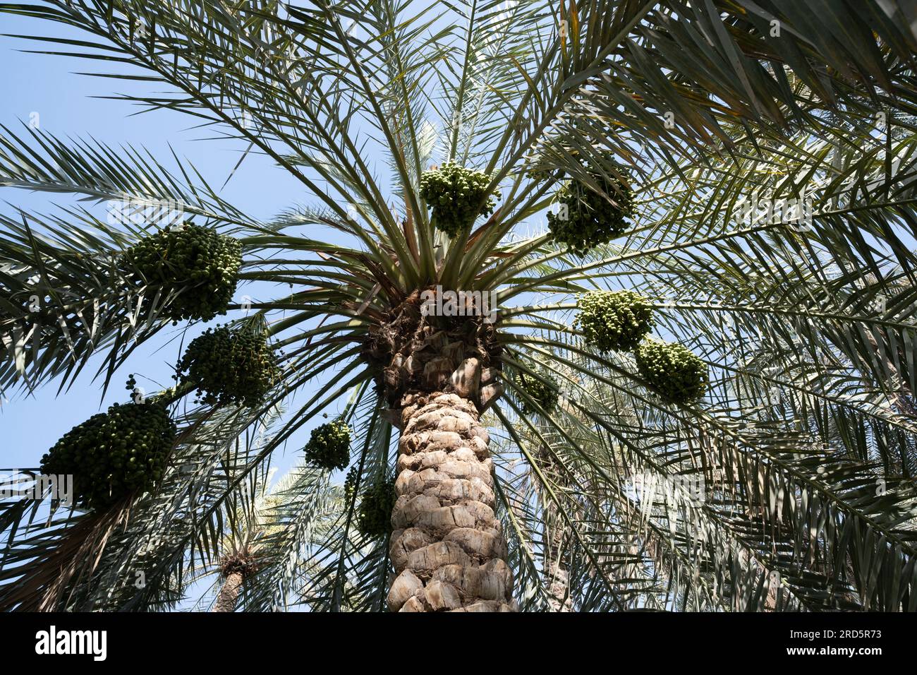 Arbre de dattes avec des fruits Banque de photographies et d’images à ...