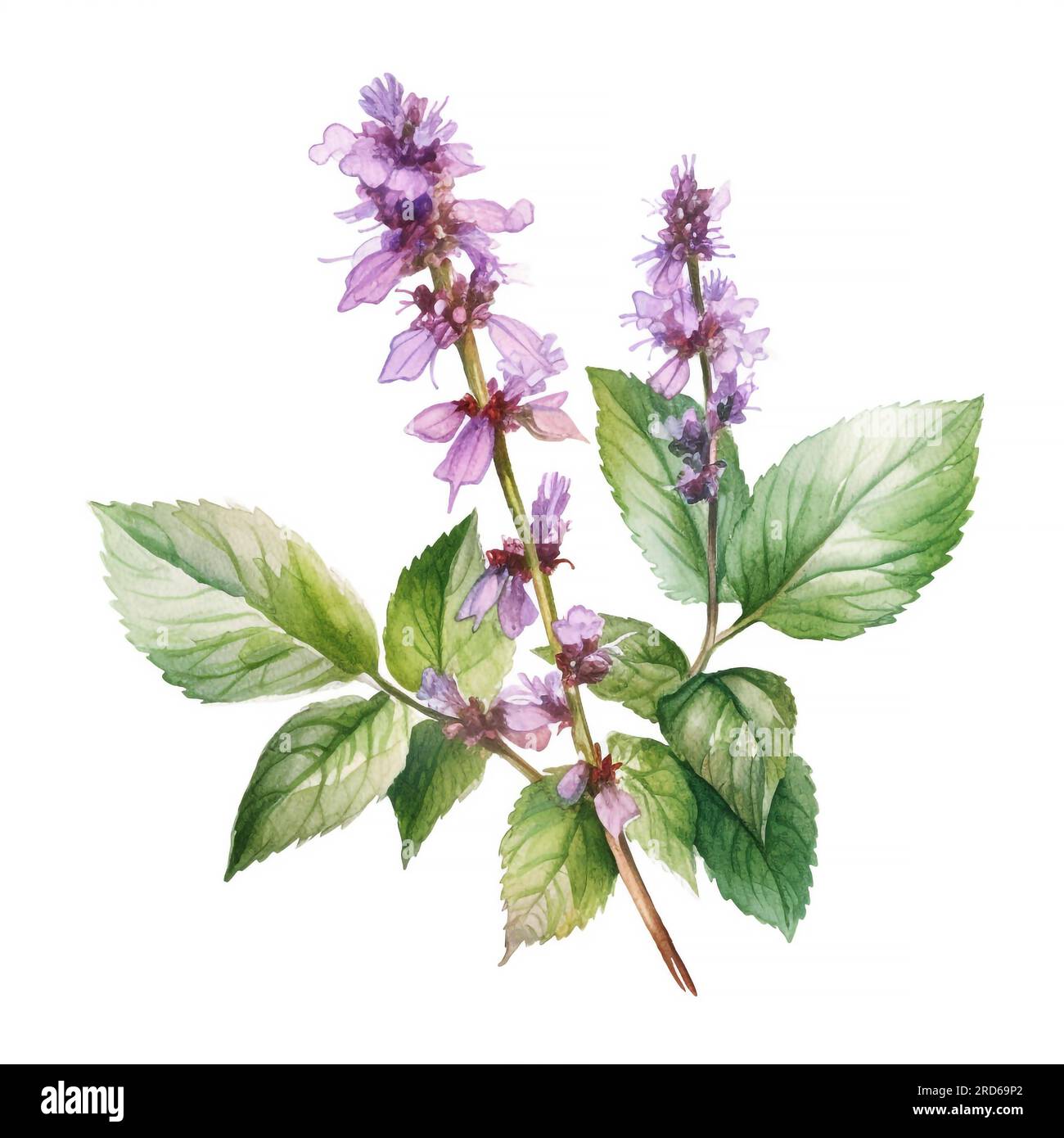 Patchouli illustration Banque d'images détourées - Alamy