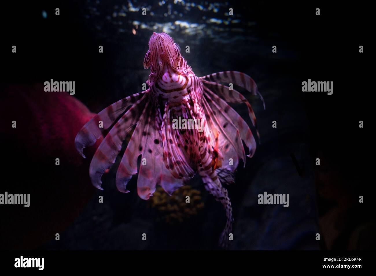 Poisson scorpion d'eau profonde rouge Banque de photographies et d ...