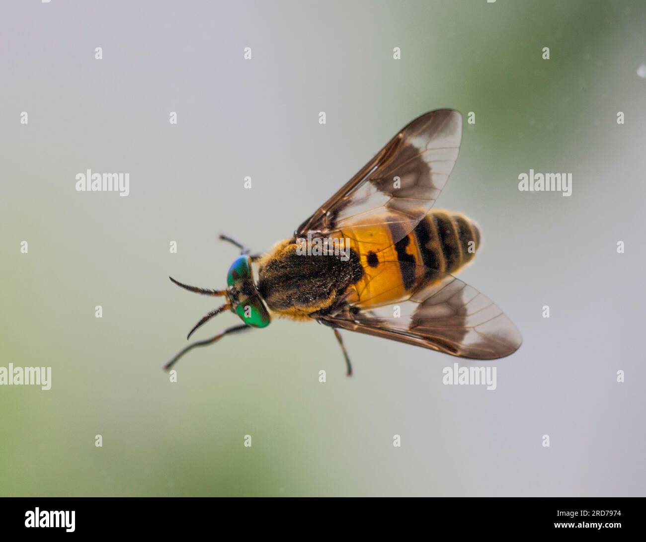 Vol stationnaire drone vole Banque de photographies et d’images à haute ...